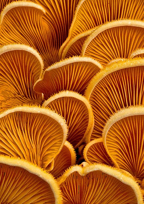 The Fascinating World of Fungi ۞ ȮRGɅNIC GEȮMETRY